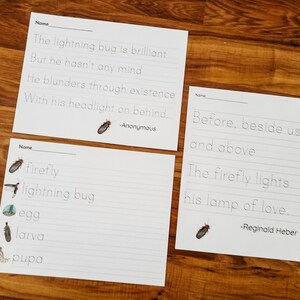 Firefly Unit Study Bundle - Etsy