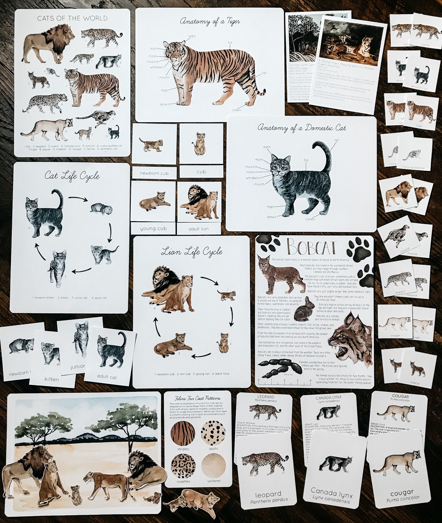 Cat Unit Study | Etsy