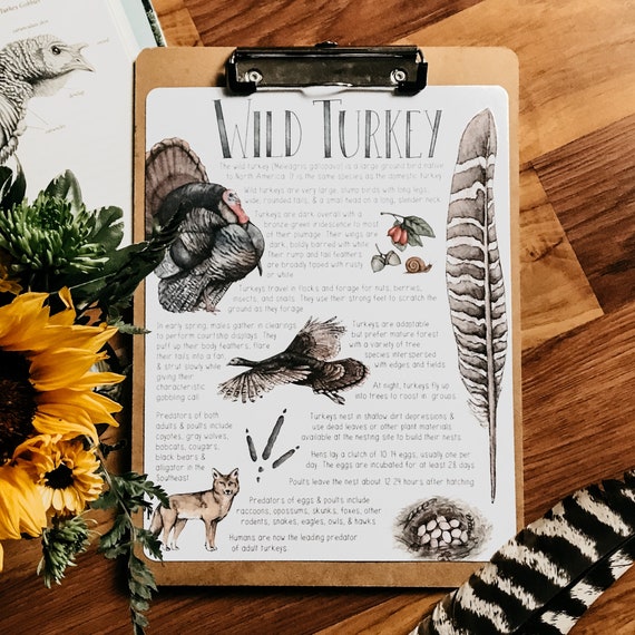 Wild Turkey Nature Study With Unit Study Guide | Etsy