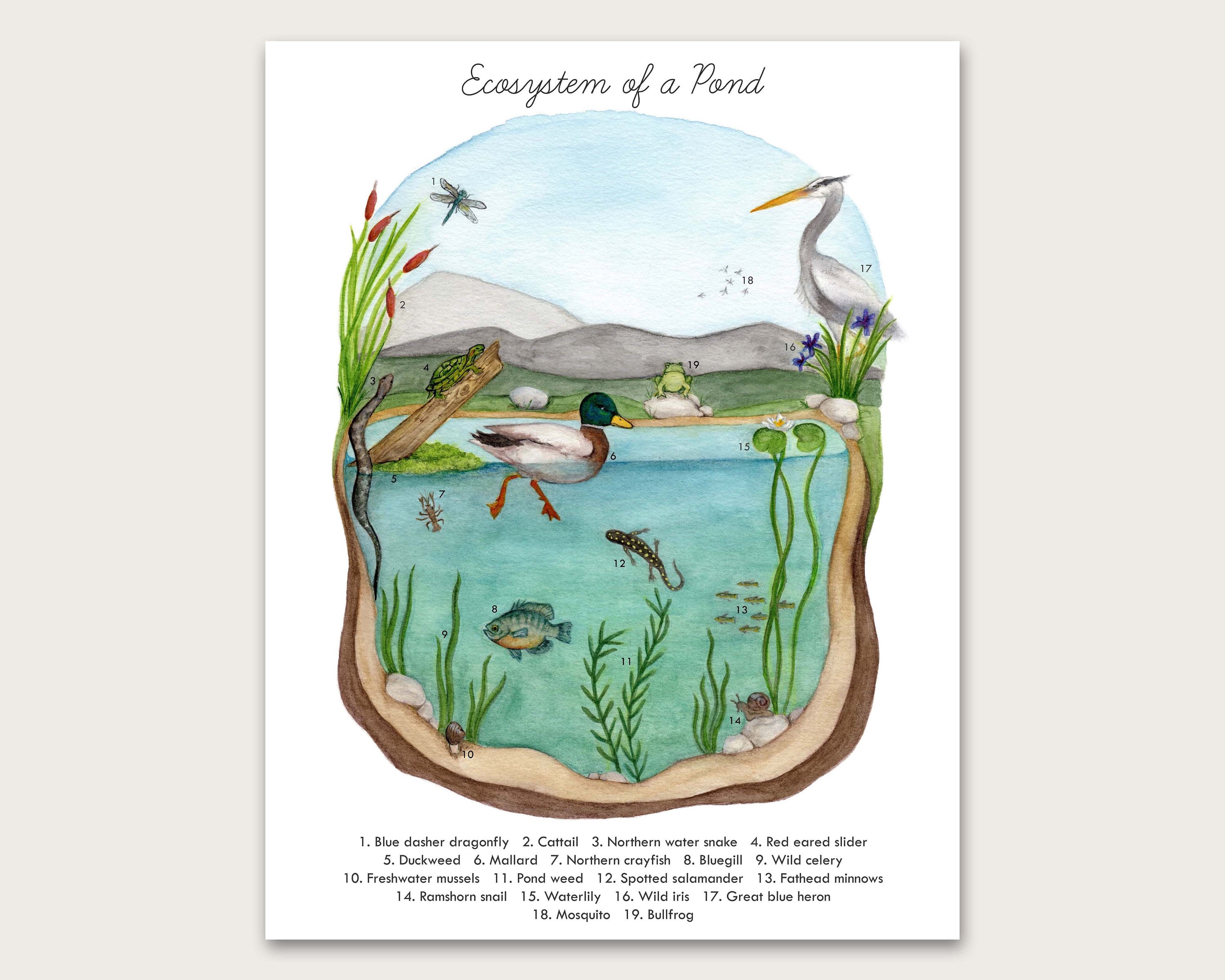 Ecosystem Of A Pond Poster art Print Etsy ecosystem-of-a-pond-poster-art-print-etsy