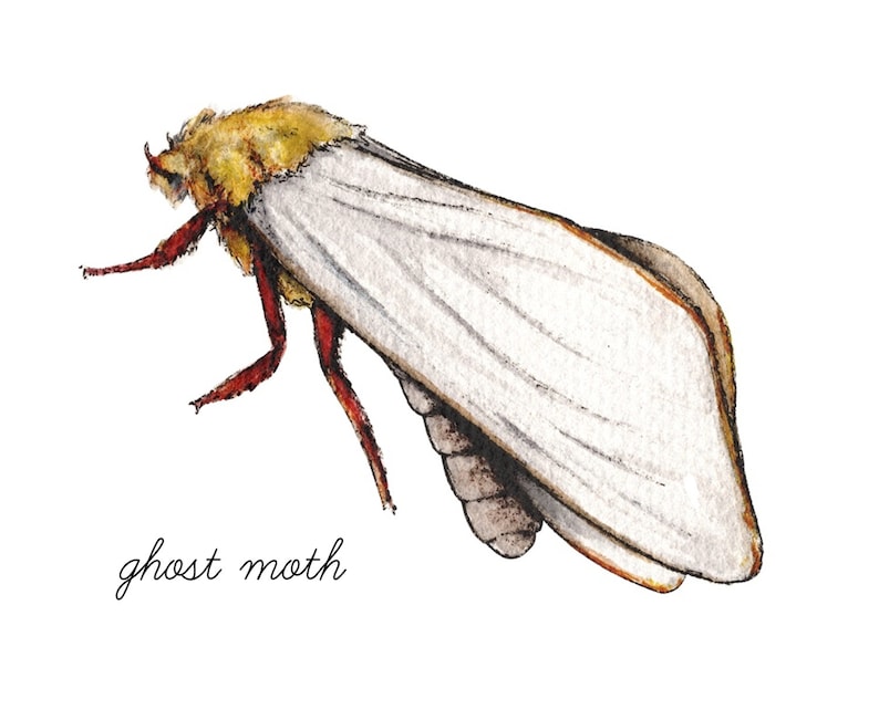 Ghost Animals Unit Study - Etsy