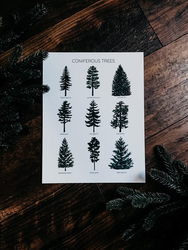 Conifer Tree Mini Physical Bundle - Etsy