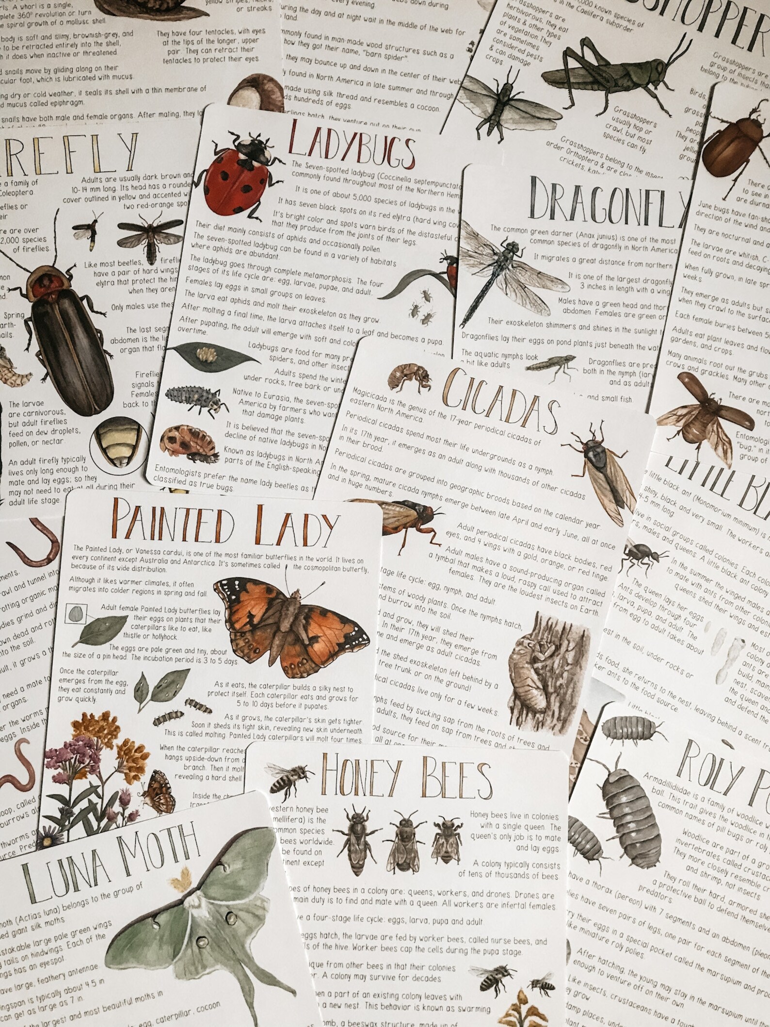 Minibeast Nature Study Vol. 1 - Etsy