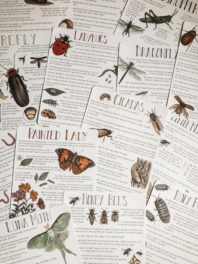 Minibeast Nature Study Vol. 1 - Etsy