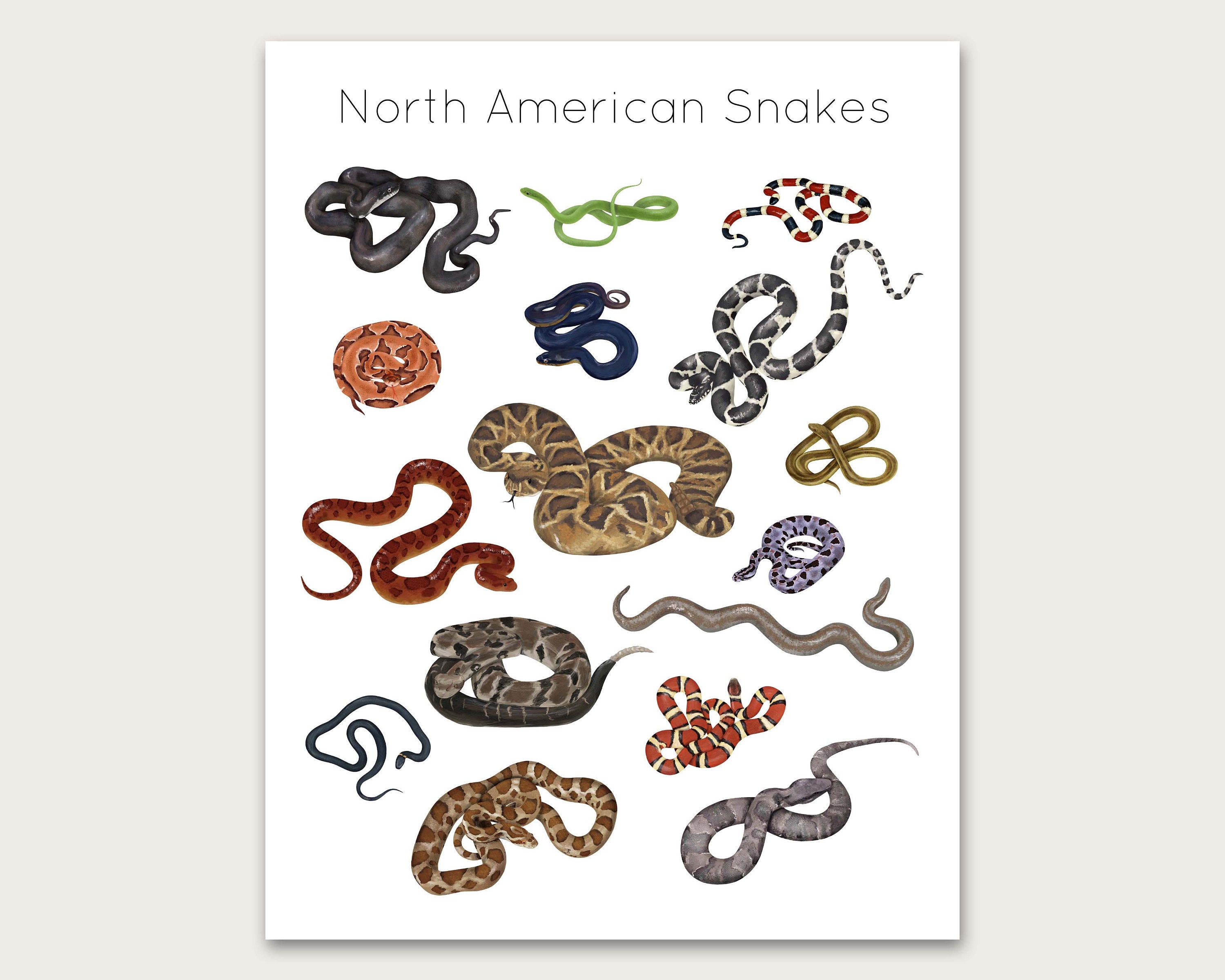 American Snakes