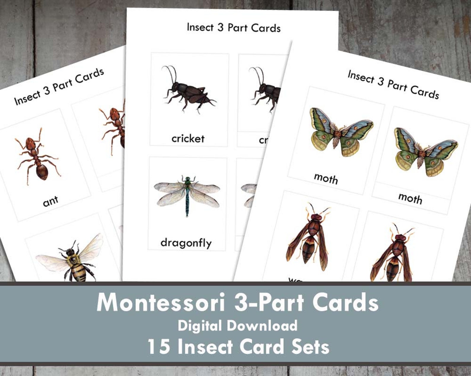 Montessori 3-part Cards: Insects - Etsy