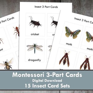 Montessori 3-part Cards: Insects - Etsy Canada