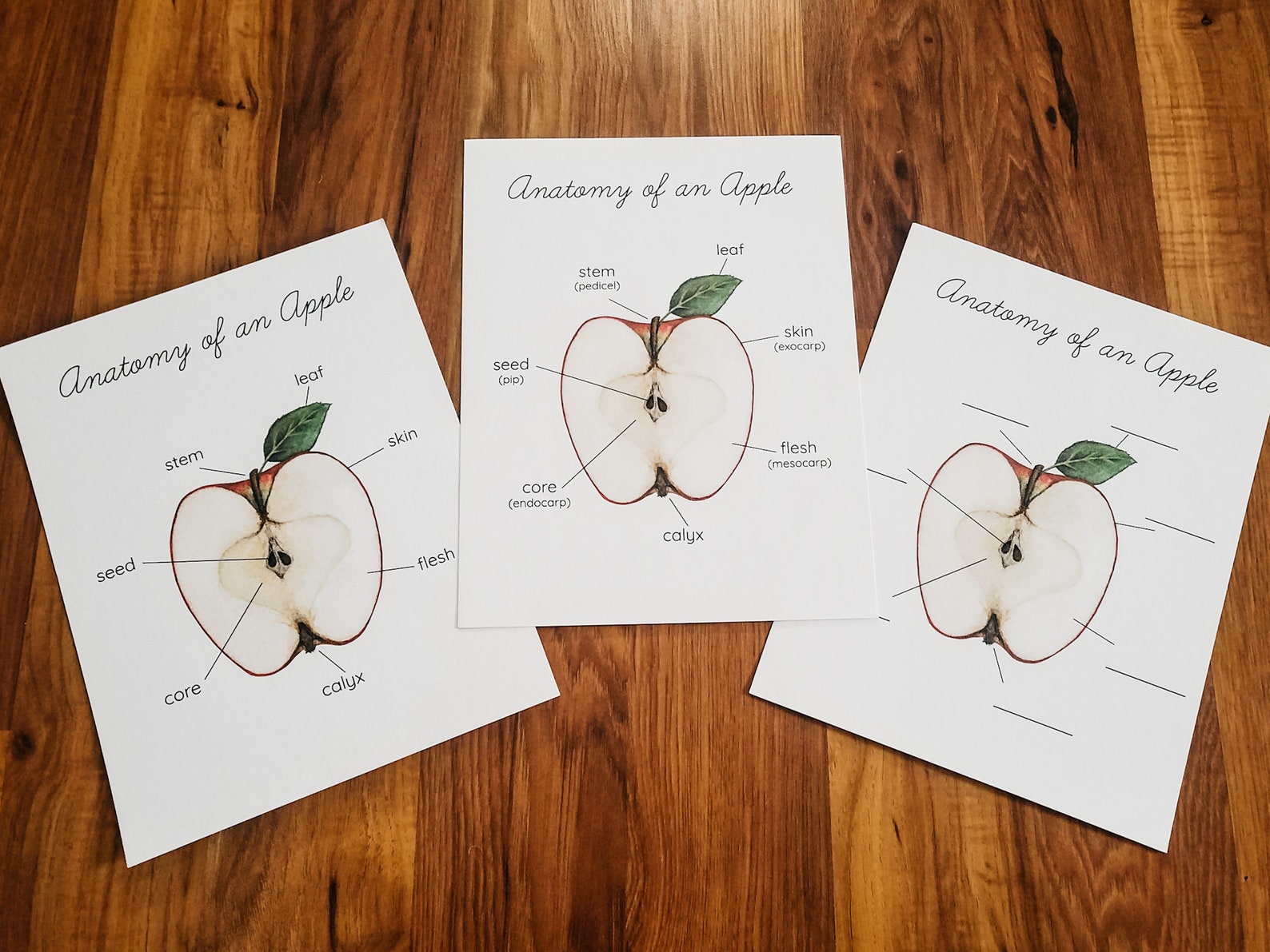 Apple Unit Study Bundle - Etsy
