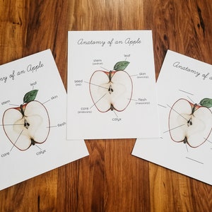 Apple Unit Study Bundle - Etsy