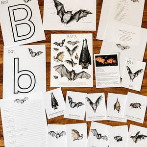 Bat Nature Study - Etsy