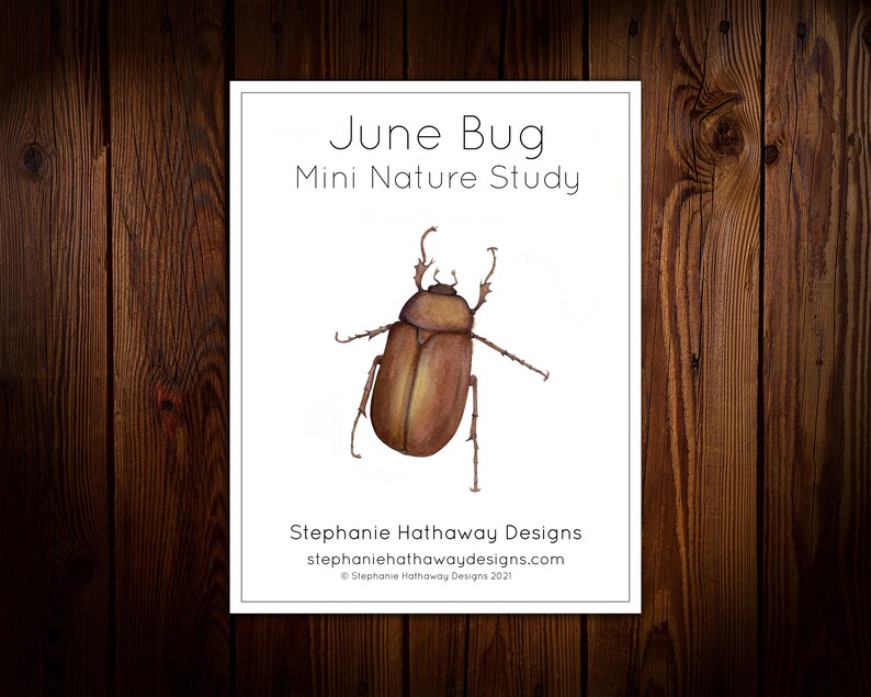 June Bug Mini Nature Study | Etsy