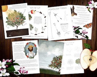 Apple Unit Study Bundle Apple Study Fall Montessori Unit - Etsy