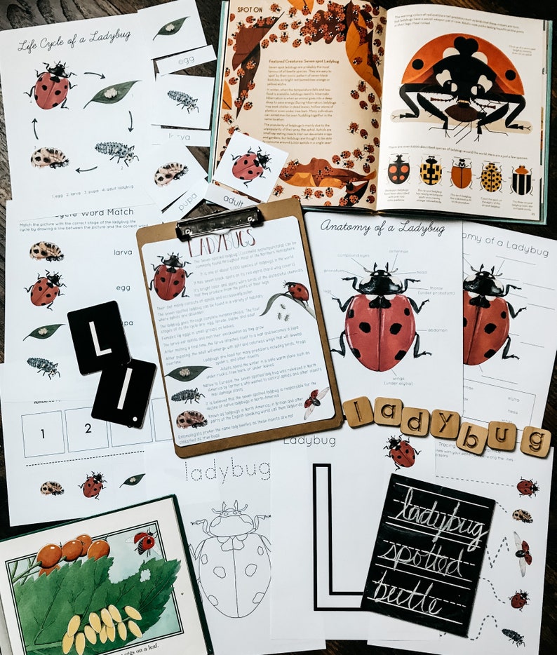 Ladybug Mini Nature Study | Etsy