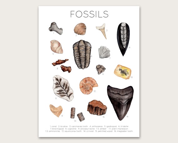 Fossils Poster | Etsy