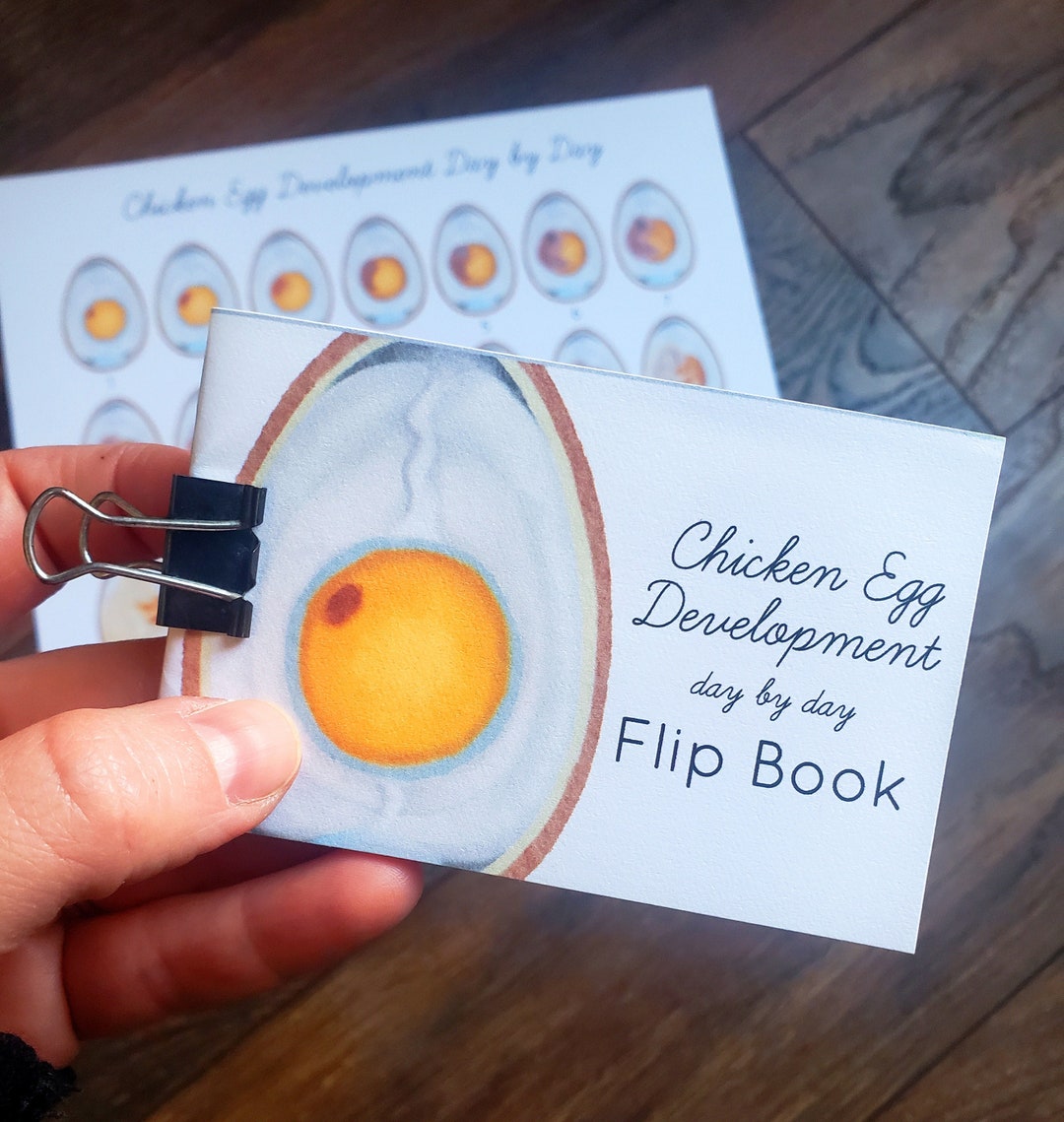 Chicken Egg Development Flip Book - Etsy