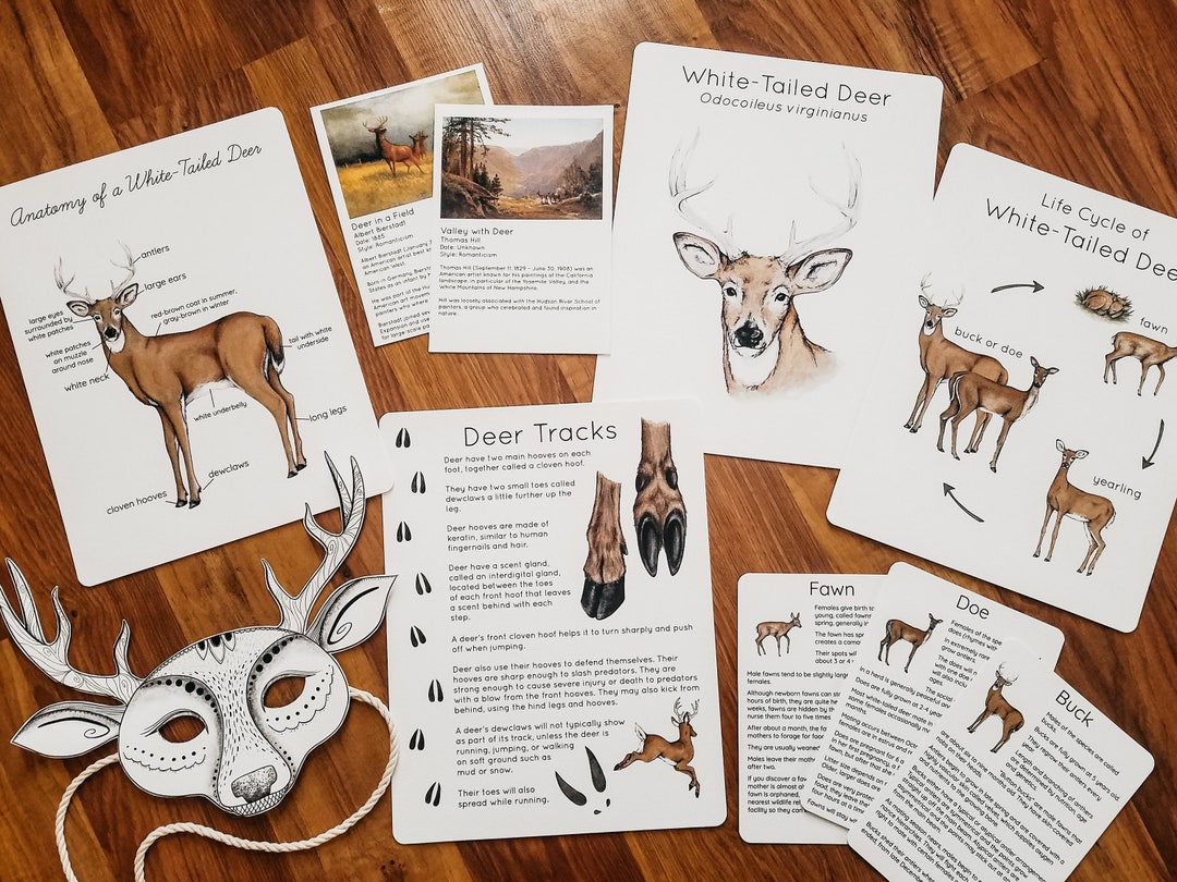 White-tailed Deer Unit Study Bundle - Etsy