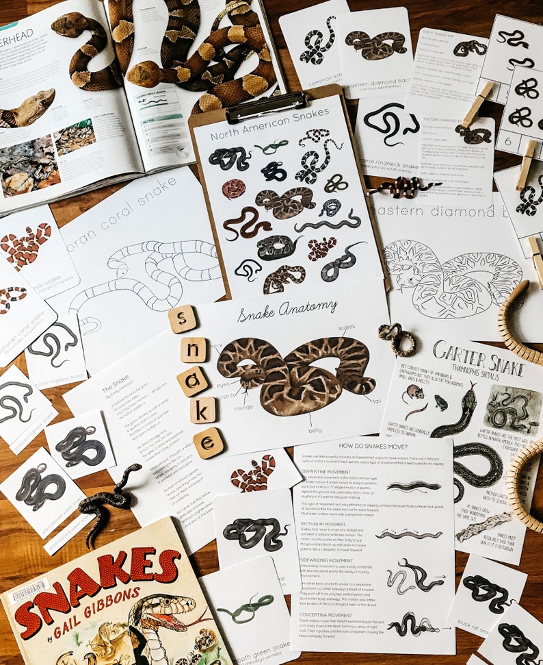 North American Snake Unit Study - Etsy