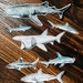 Shark Unit Study Physical Bundle - Etsy
