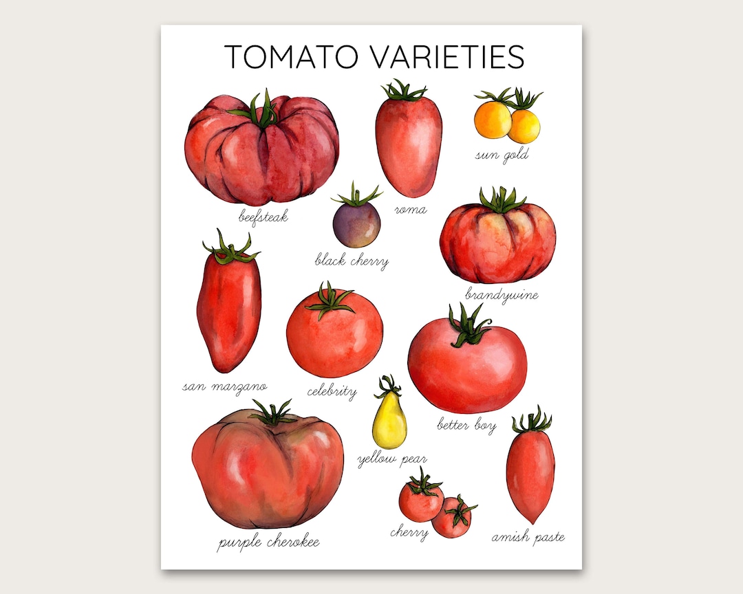Tomato Varieties Poster/art Print - Etsy