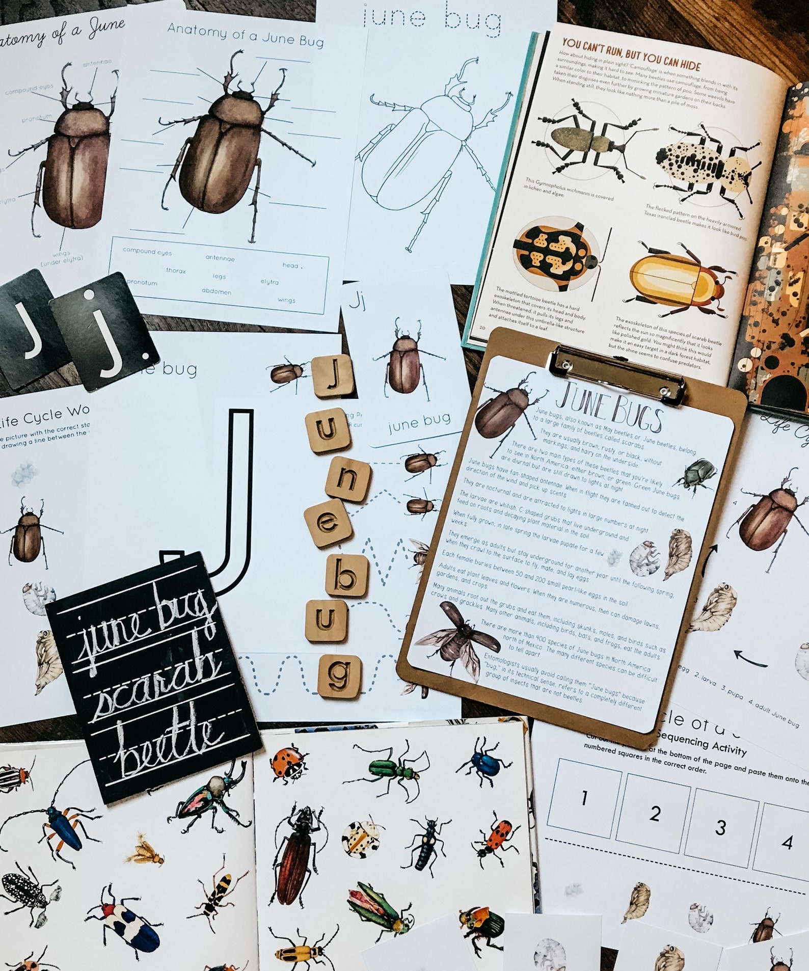 June Bug Mini Nature Study | Etsy