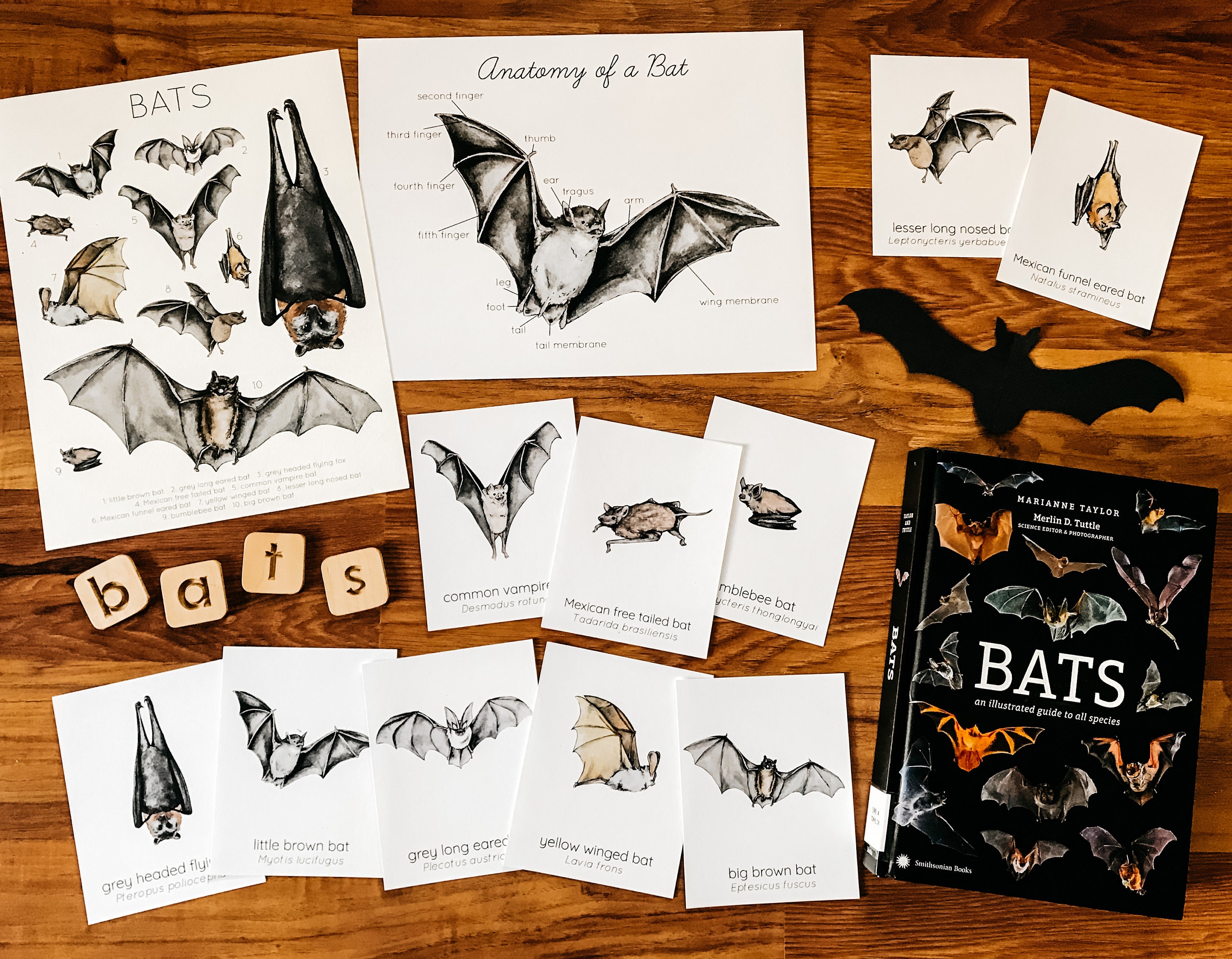 Bat Nature Study - Etsy