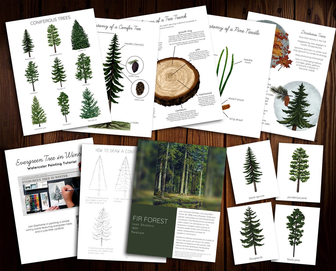 Coniferous Tree Mini Nature Study - Etsy
