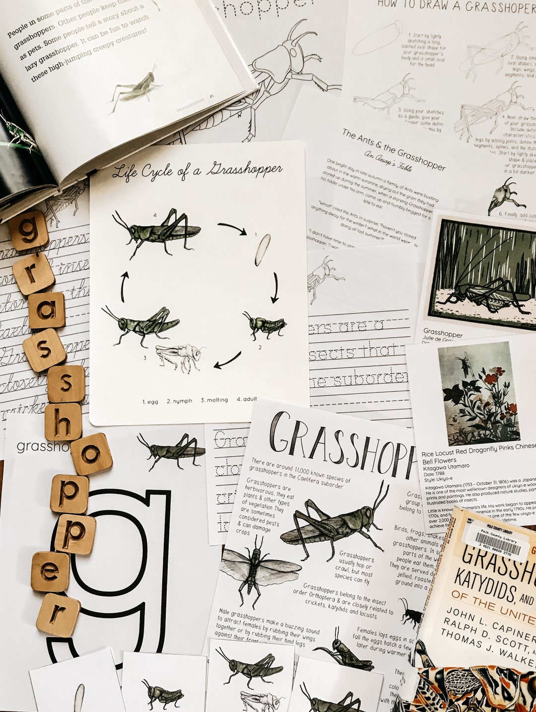 Grasshopper Unit Study - Etsy