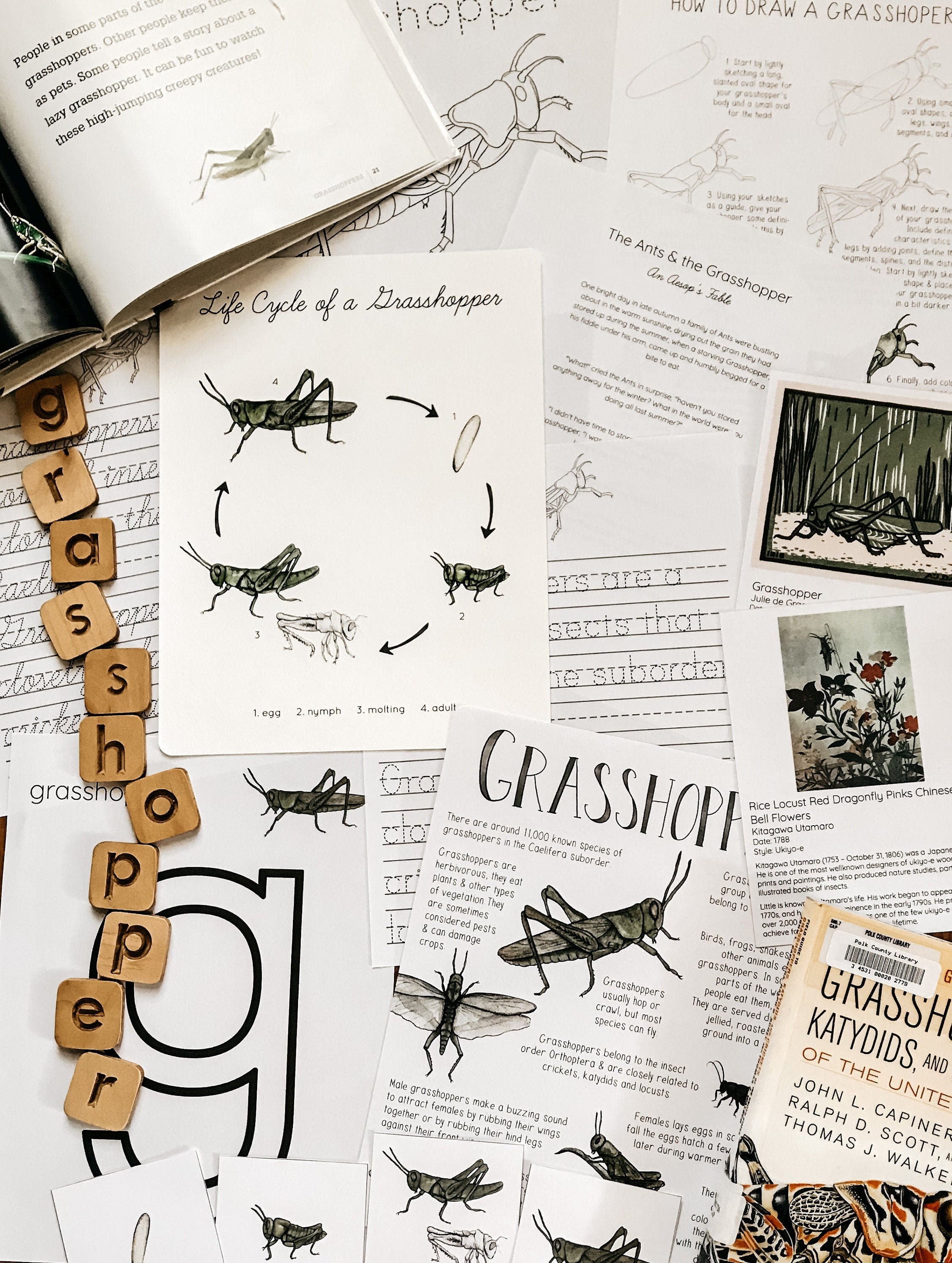 Grasshopper Unit Study | Etsy