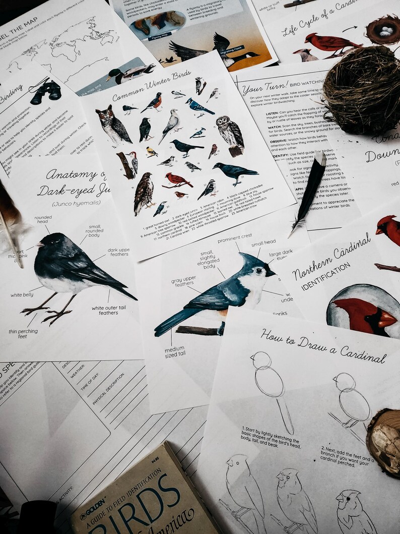 Winter Birds Nature Study - Etsy