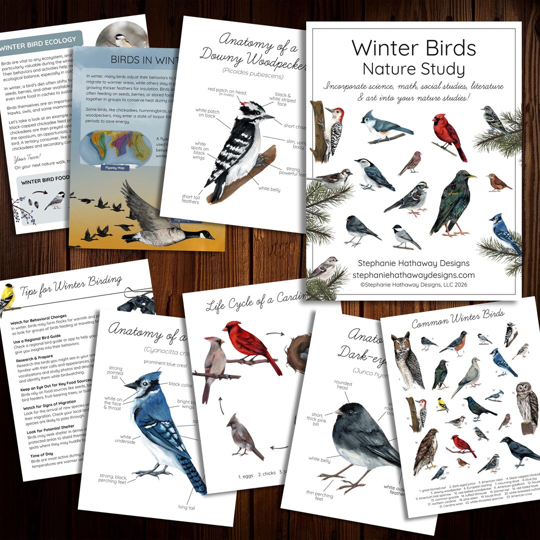 Winter Birds Nature Study - Etsy