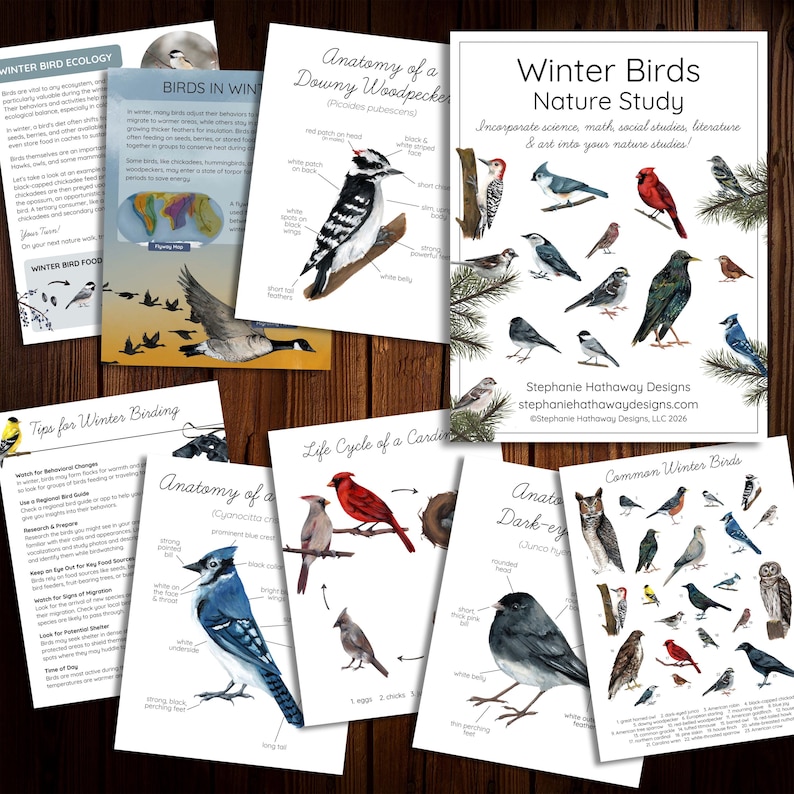 Winter Birds Nature Study - Etsy