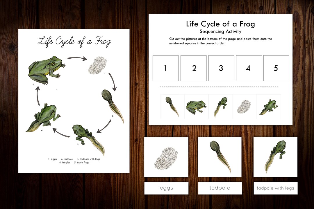 Frog Life Cycle Worksheet Cut And Paste