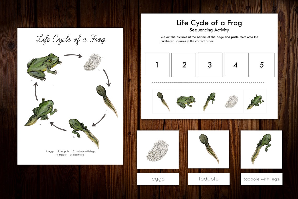 Frog Life Cycle Mini Nature Study - Etsy