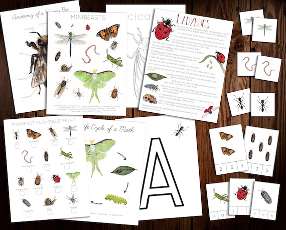 Minibeast Nature Study Vol. 1 - Etsy