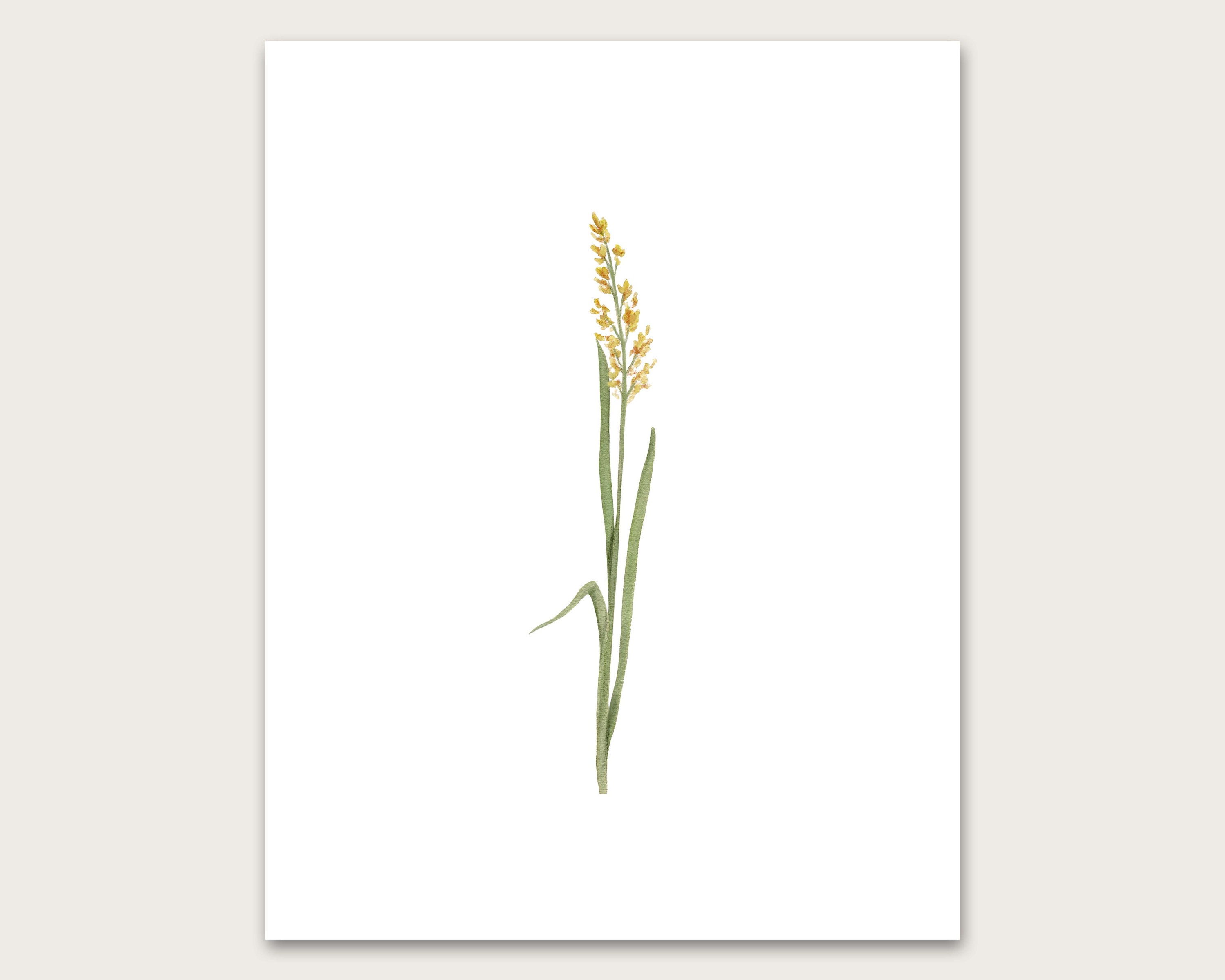 Indian Grass Prairie Plant Art Print | Etsy