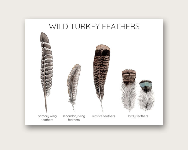 Wild Turkey Feathers Art Print - Etsy
