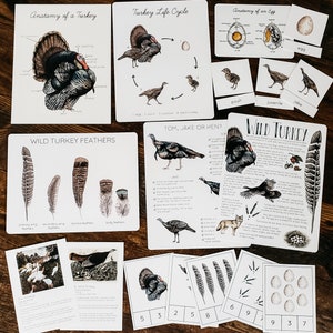 Wild Turkey Unit Study Physical Bundle - Etsy