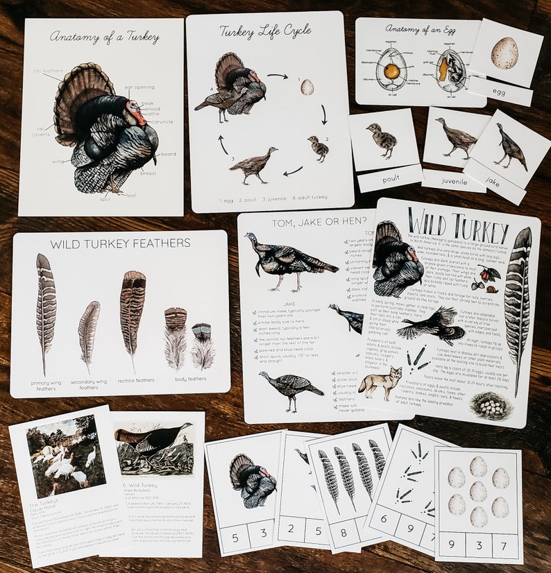 Wild Turkey Unit Study Physical Bundle - Etsy