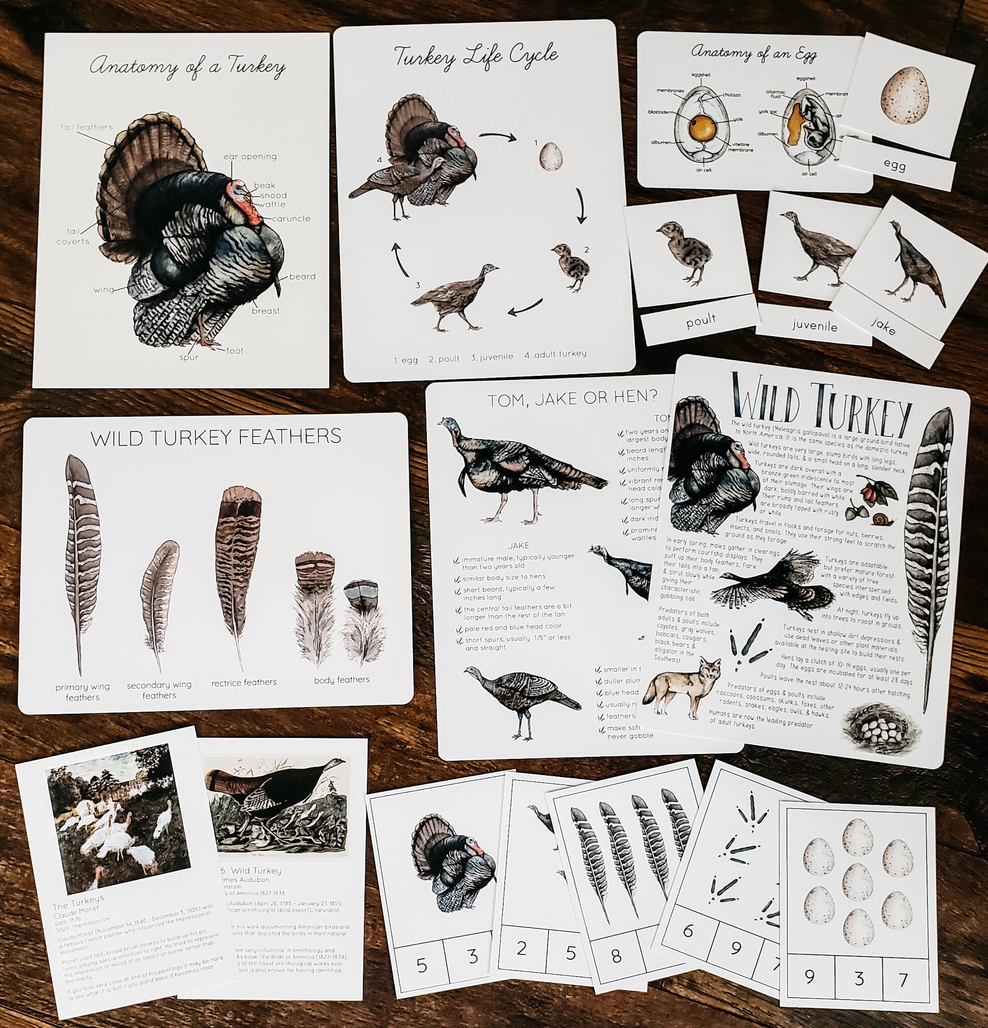 Wild Turkey Unit Study Physical Bundle - Etsy
