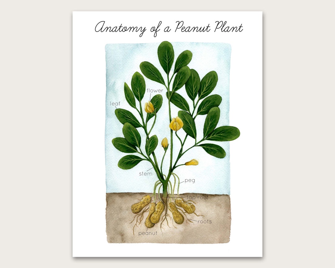 Anatomy of a Peanut Plant Art Print - Etsy