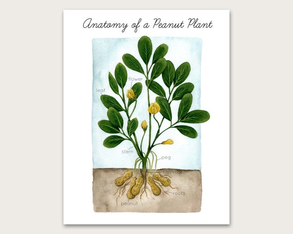 Peanut Plant Drawing