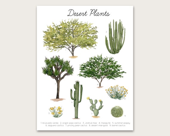 Australian Desert Plants