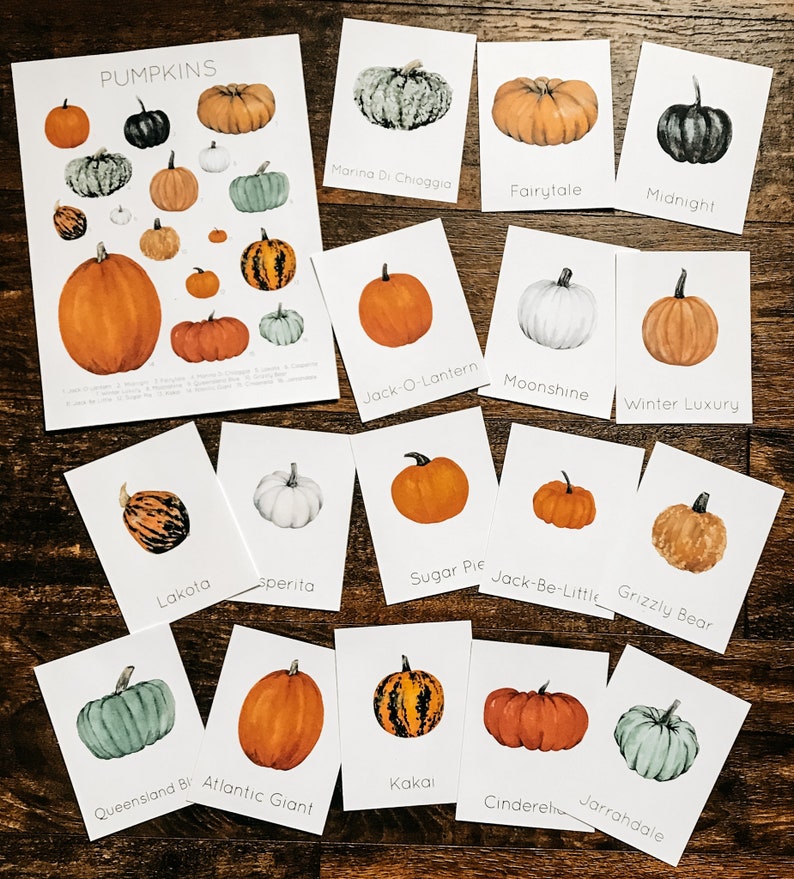 Pumpkin Mini Unit Study - Etsy