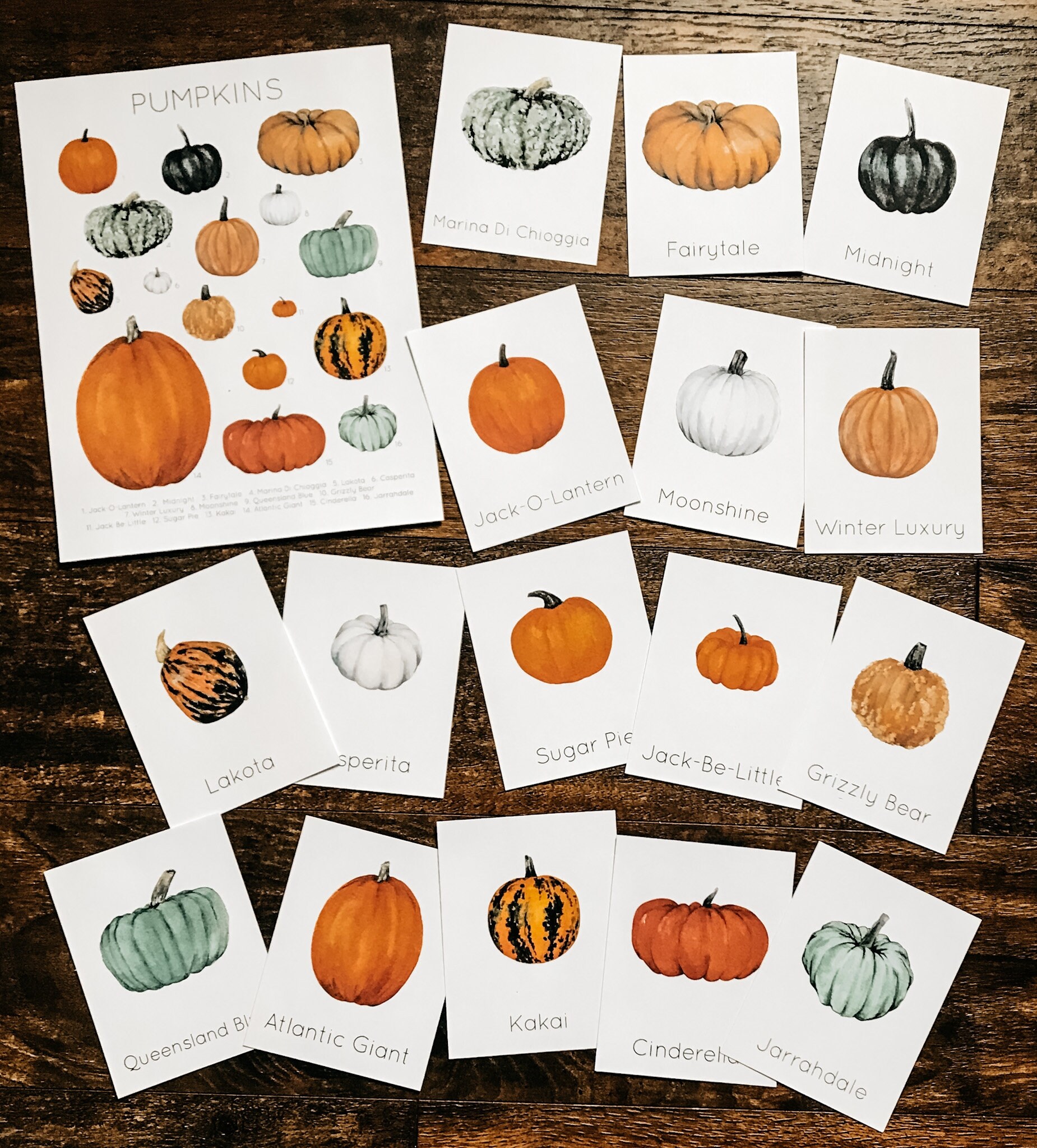 Pumpkin Mini Unit Study - Etsy