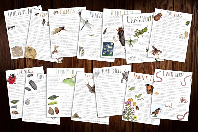 Minibeast Nature Study Vol. 1 - Etsy