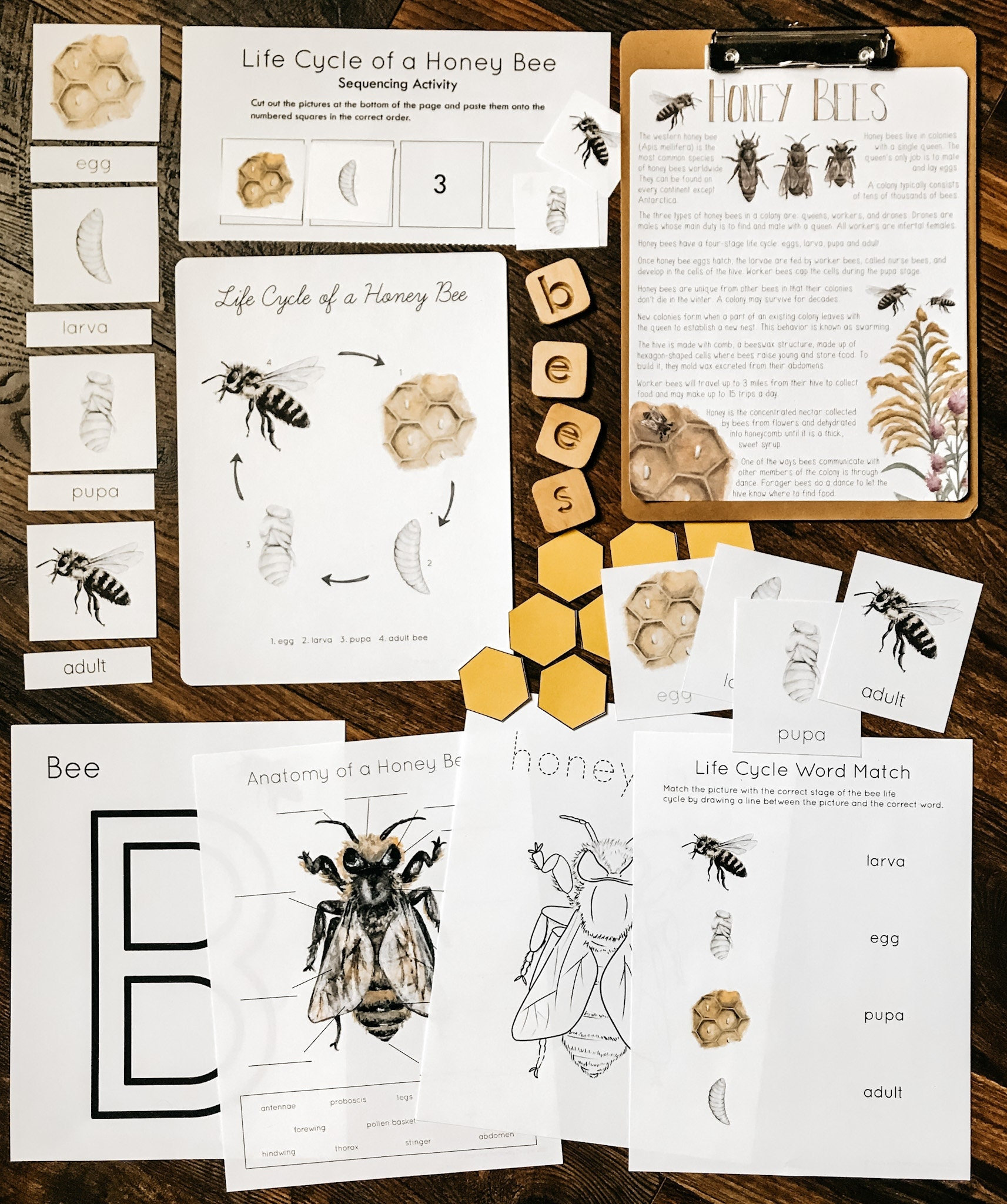 Honey Bee Mini Nature Study - Etsy