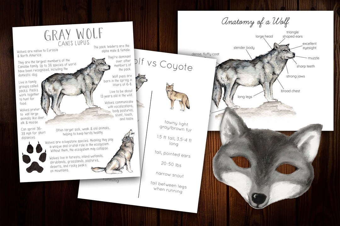 Gray Wolf Mini Nature Study - Etsy