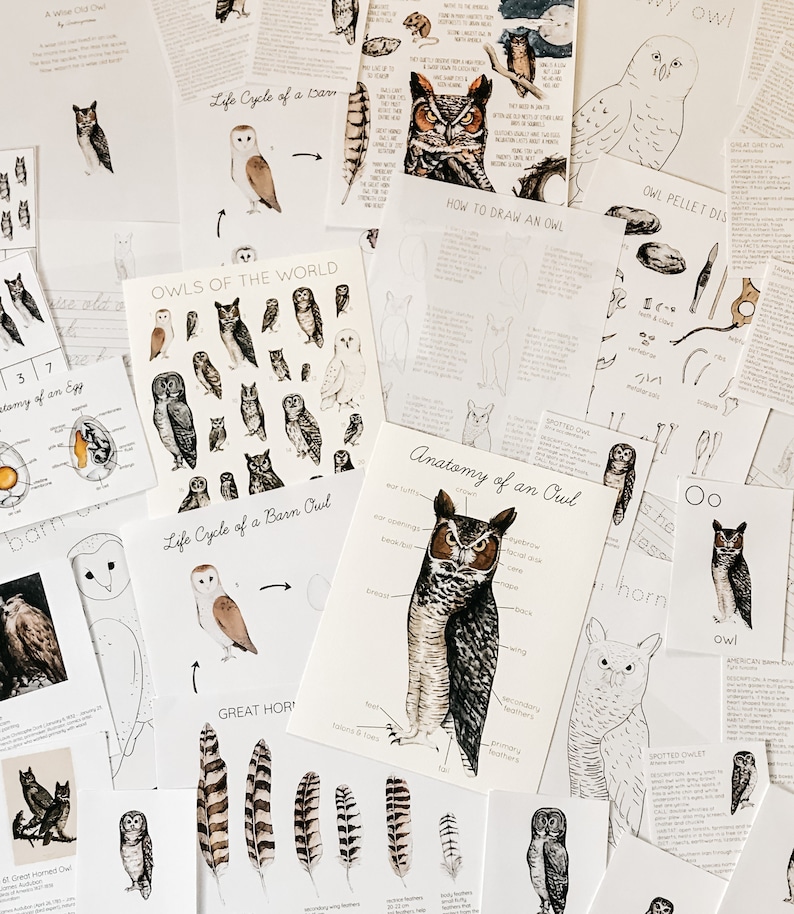 Birds of Prey Bundle - Etsy