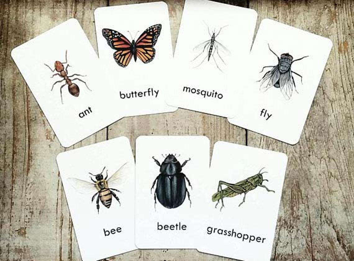 Bug Flash Cards Set of 15 Homeschool Educational Classroom - Etsy