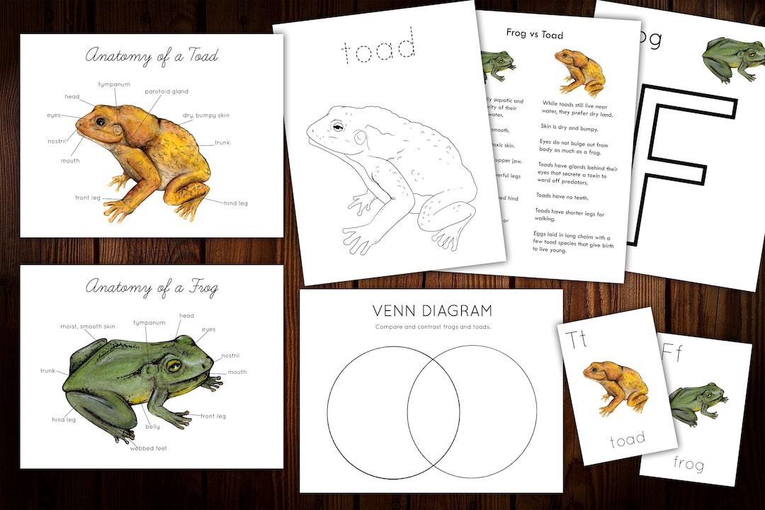 Frog and Toad Mini Nature Study - Etsy